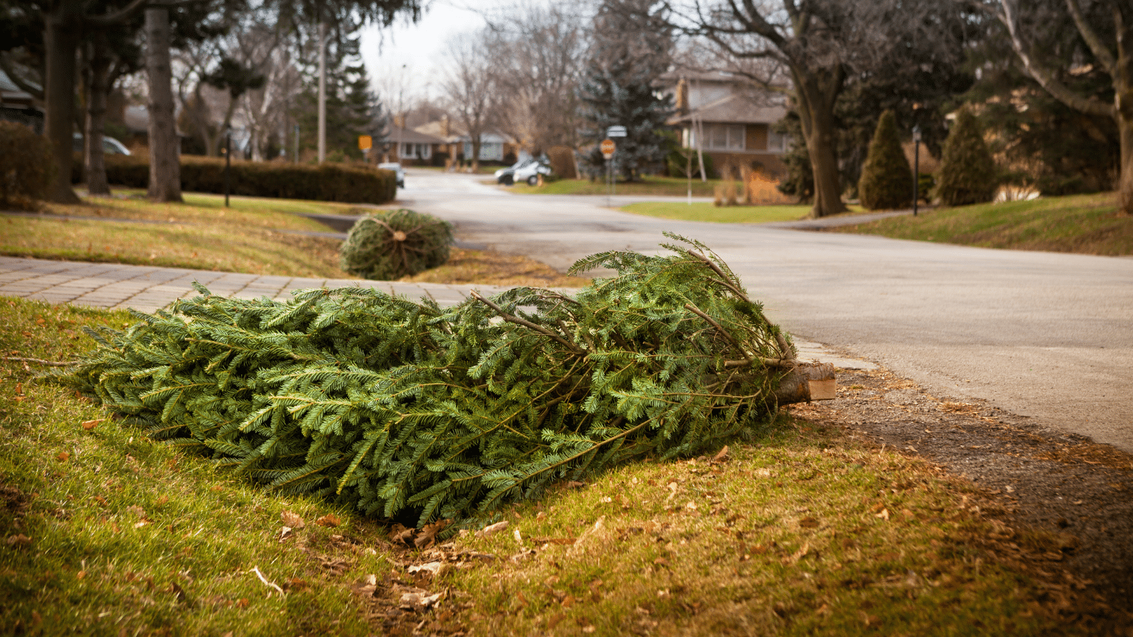 West Jordan Makes Christmas Tree Disposal Easy: Drop-Off or Curbside ...